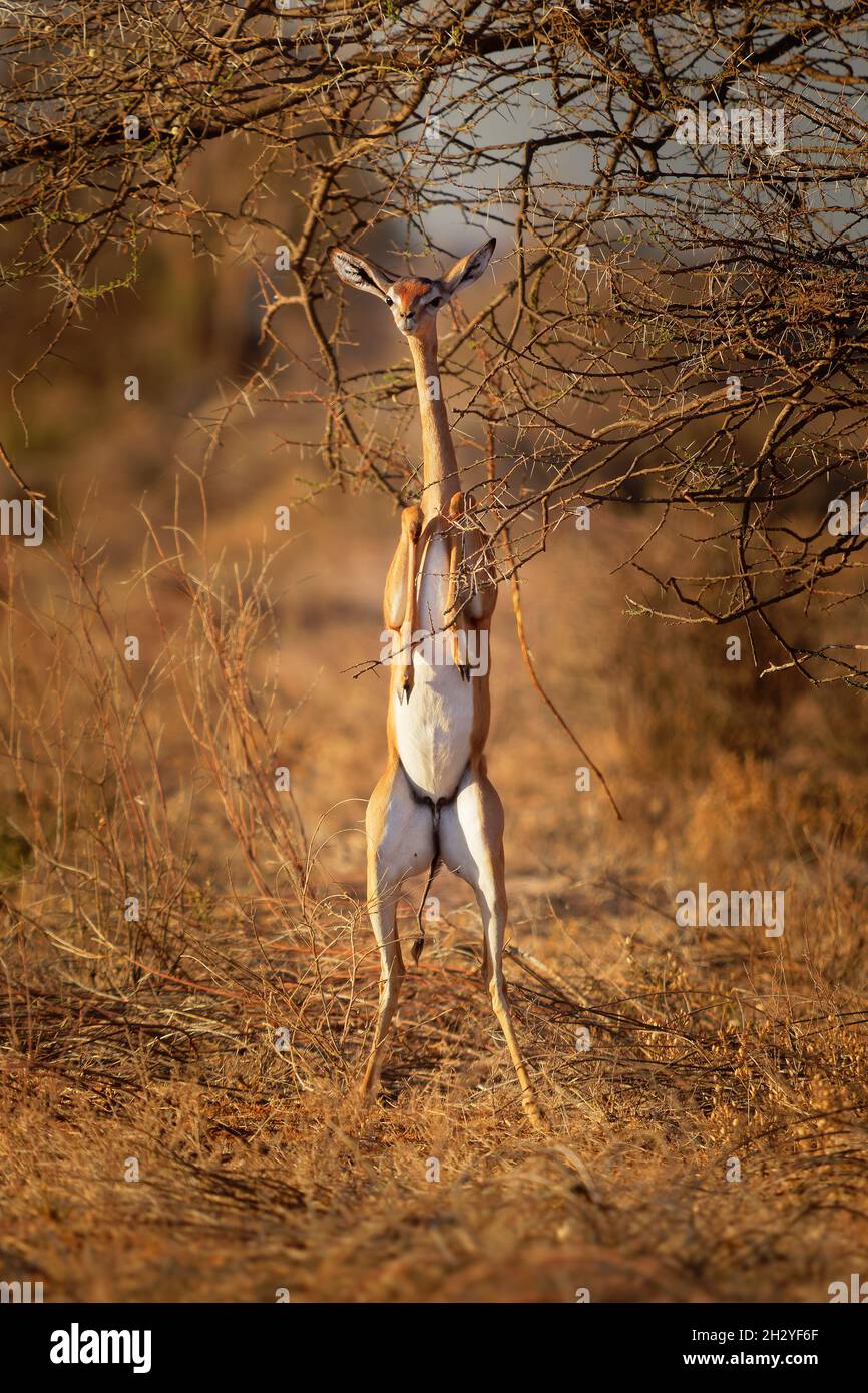 Gerenuk - Litocranius walleri also giraffe gazelle, long-necked ...