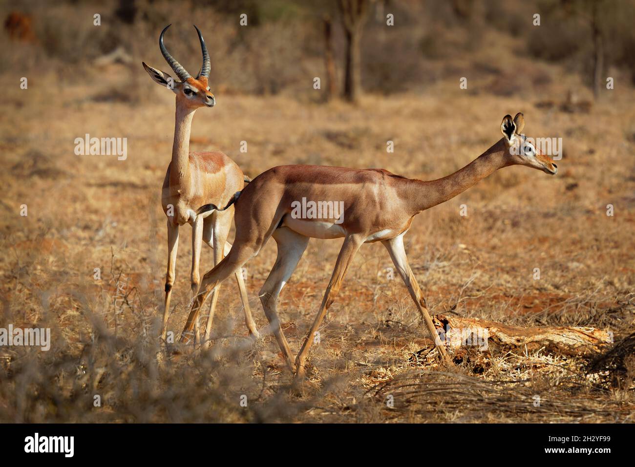 Gerenuk - Litocranius walleri also giraffe gazelle, long-necked ...