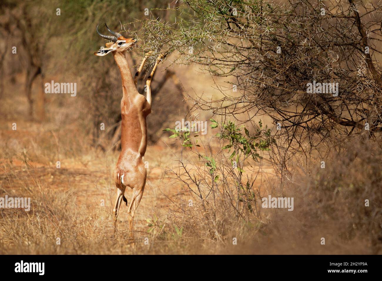 Gerenuk - Litocranius walleri also giraffe gazelle, long-necked ...