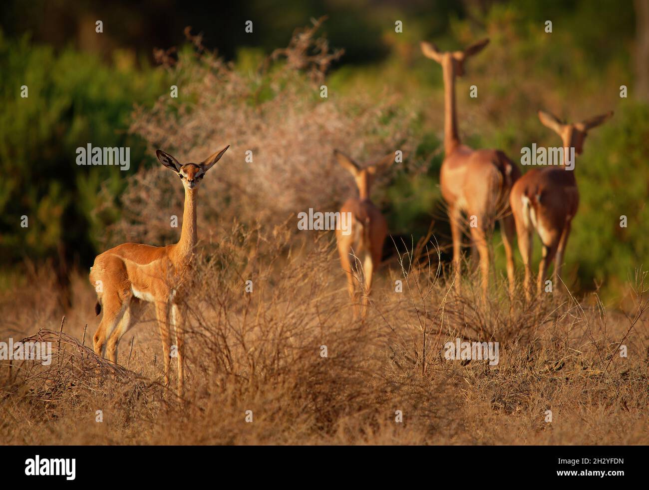 Gerenuk - Litocranius walleri also giraffe gazelle, long-necked ...