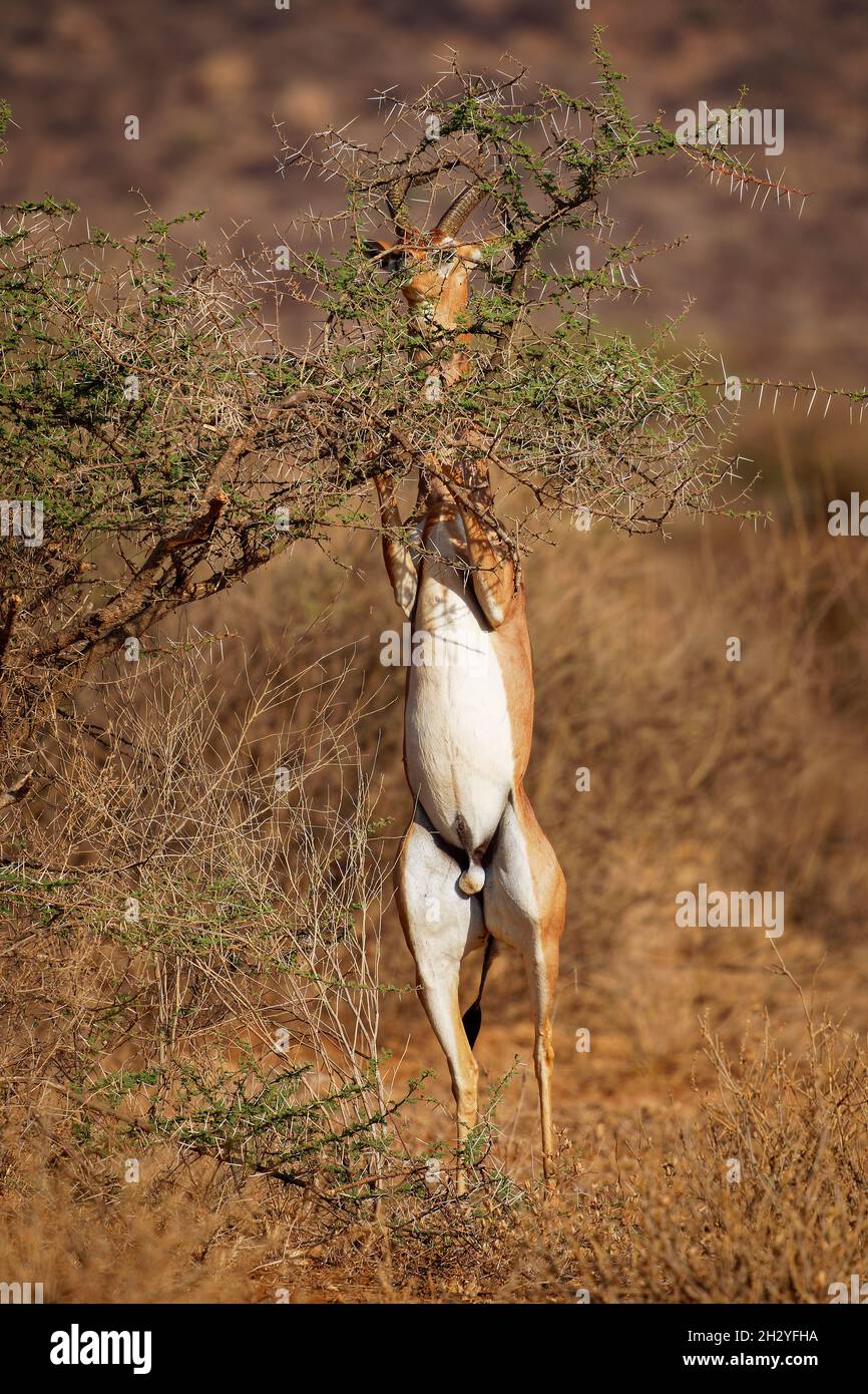 Long slender neck and limbs hi-res stock photography and images - Alamy