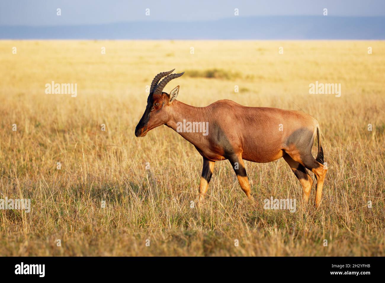 Hartebeest subspecies hi-res stock photography and images - Alamy