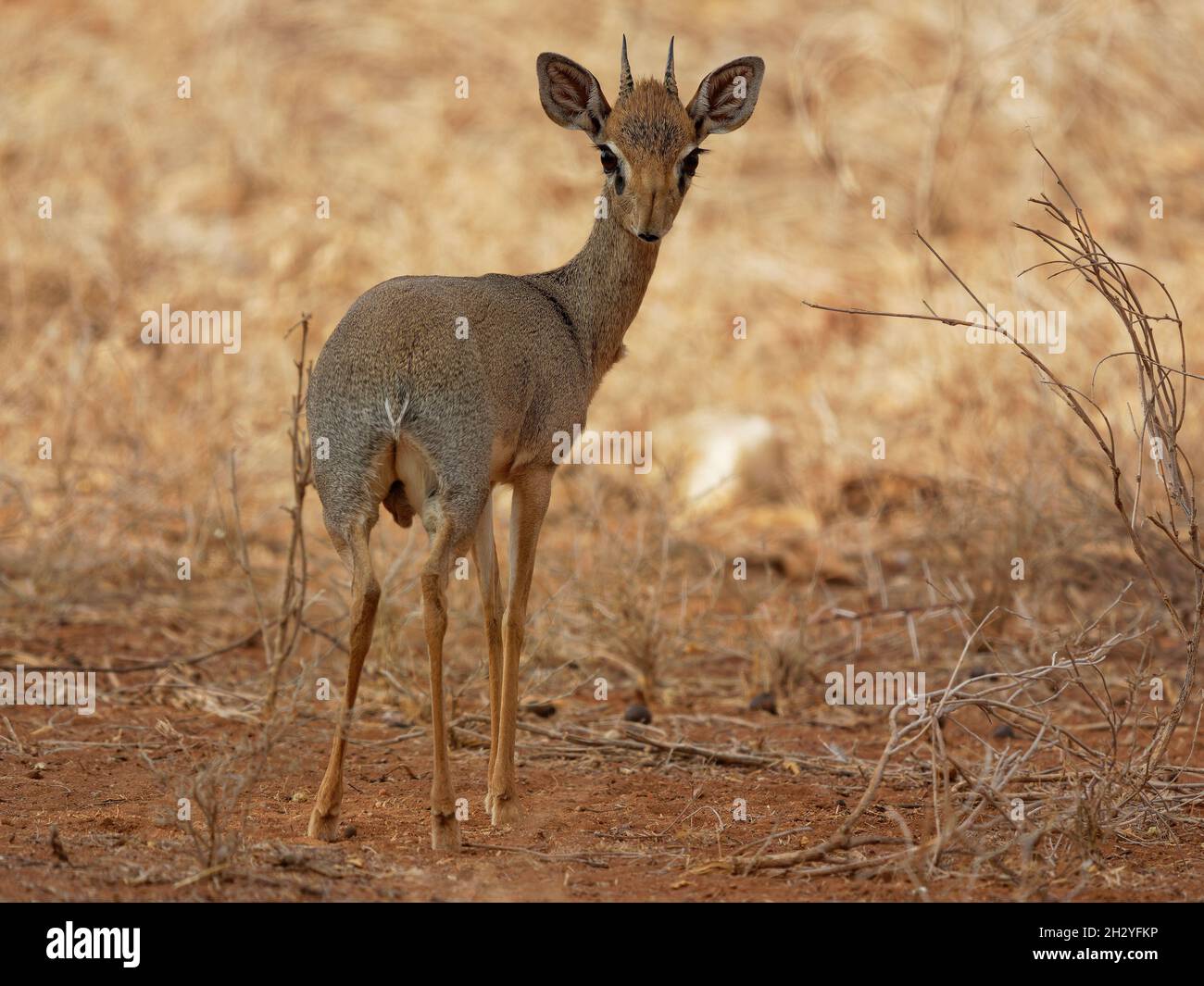 4 Horned Antelope