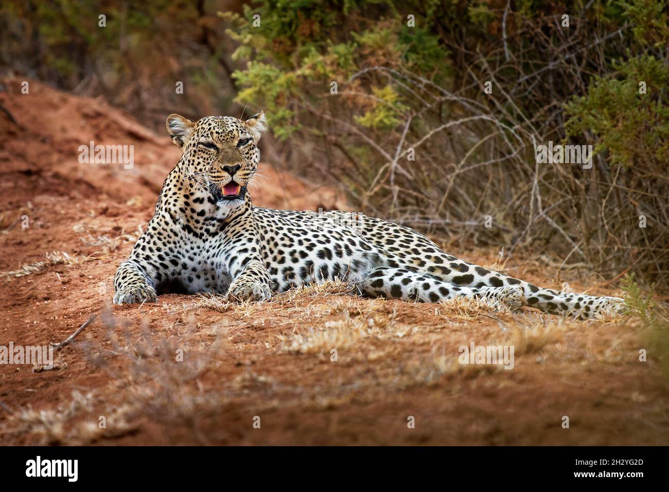 Leopard - Panthera pardus, big spotted yellow cat in Africa, genus ...