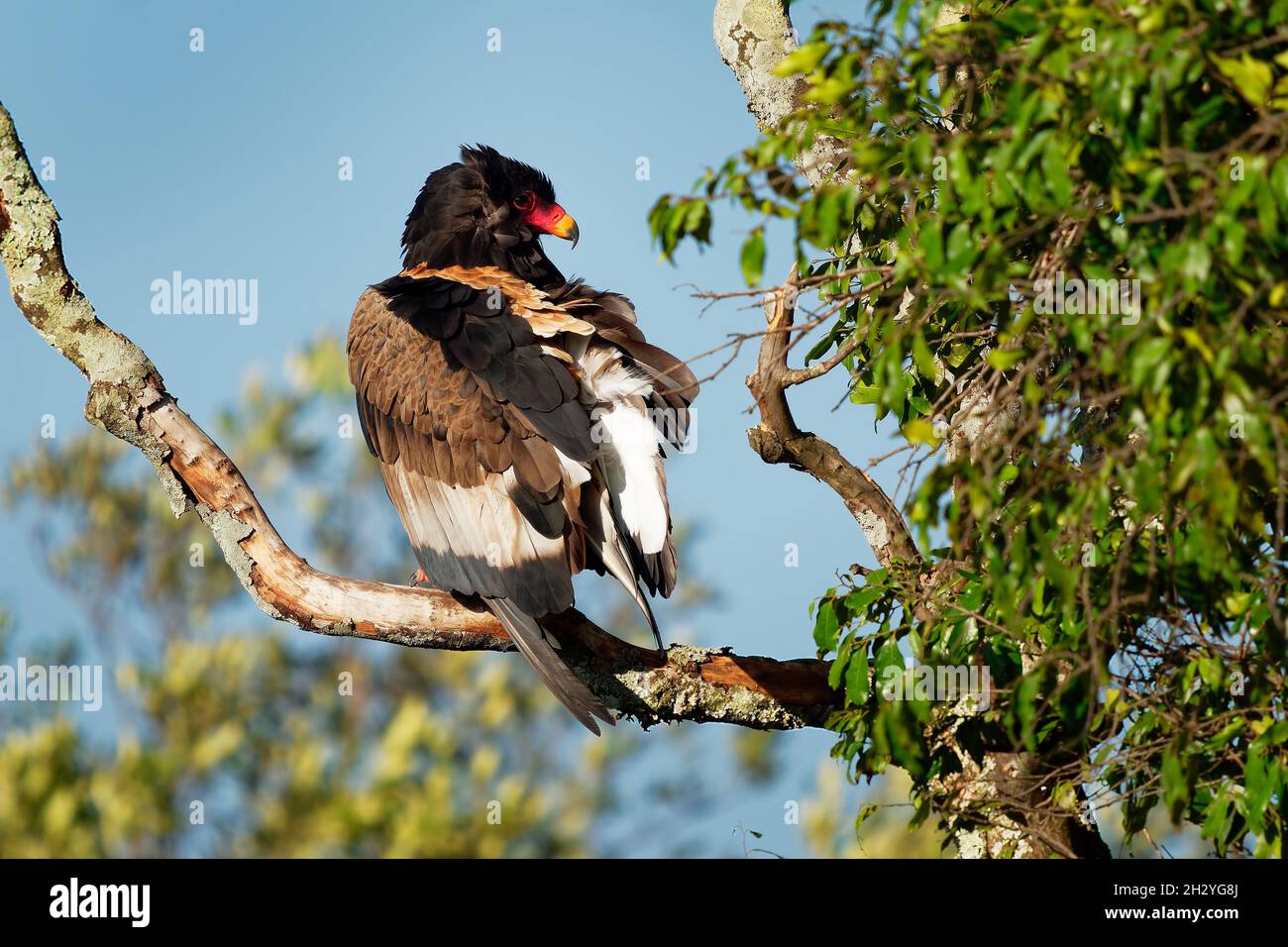 Bateleur - Terathopius ecaudatus medium-sized bird of prey in ...