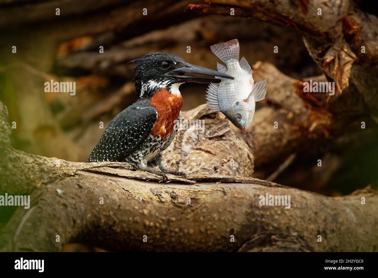 Giant Kingfisher - Megaceryle maxima largest kingfisher in Africa ...
