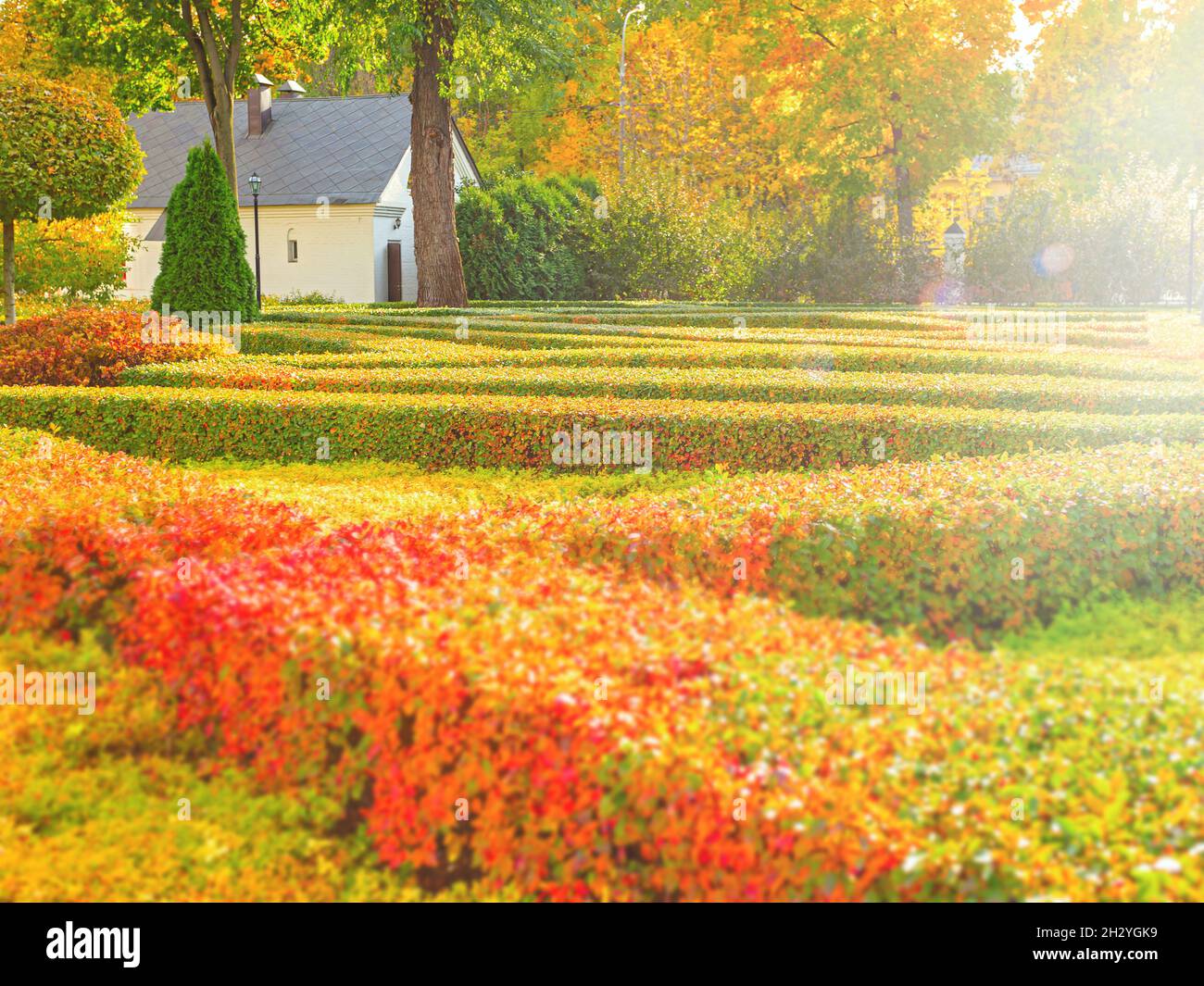Blurred colorful autumn background. Beauty autumnal banner with falling ...