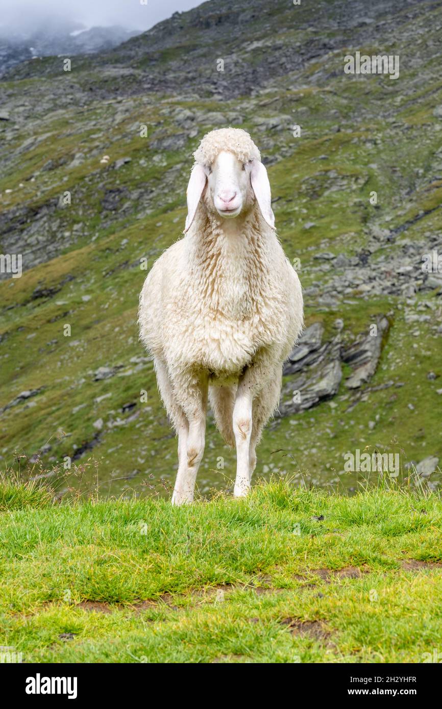 Alpine sheep hi-res stock photography and images - Alamy