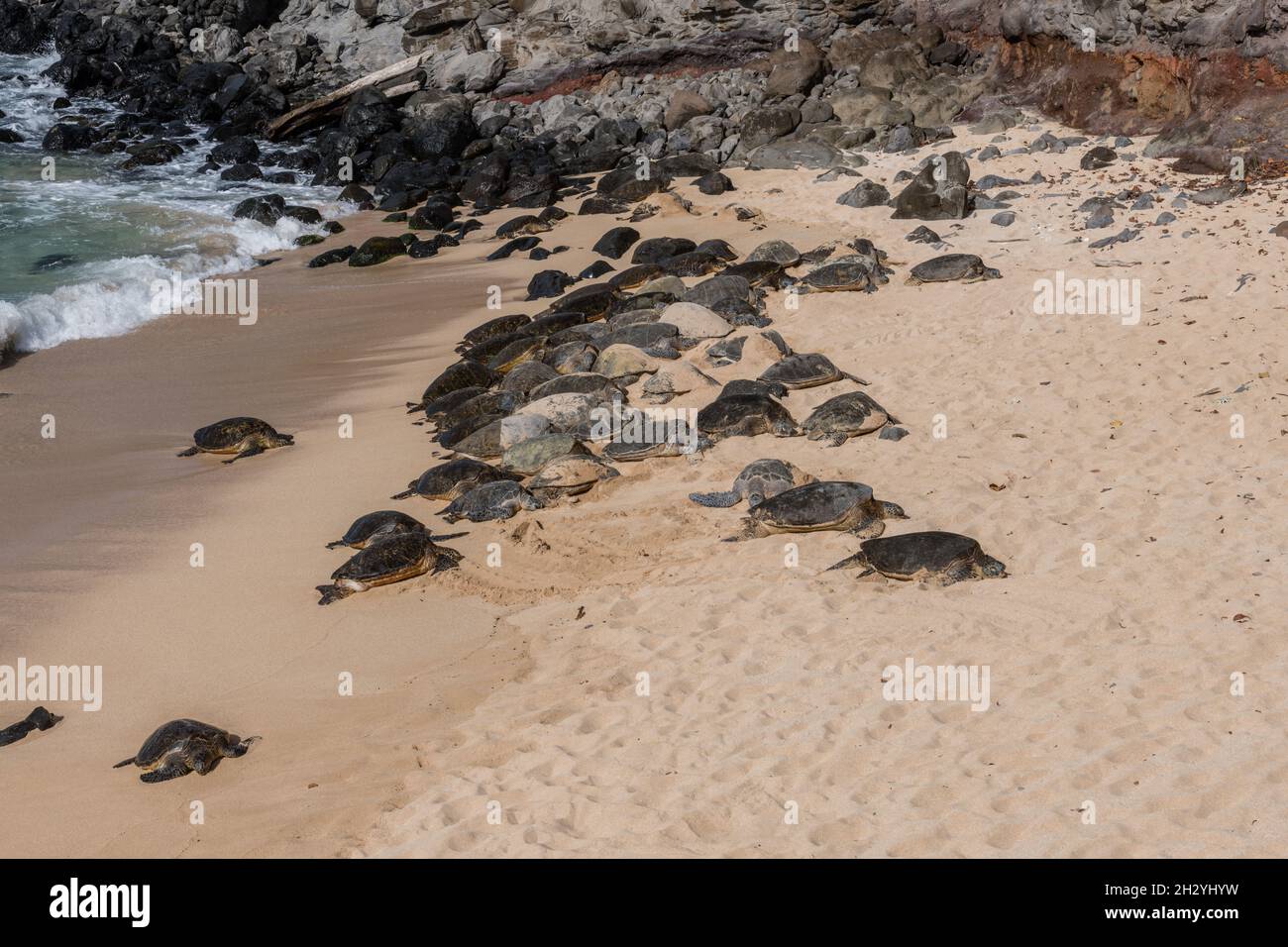 A large group of giant green sea turtles resting at the Hookipa Beach ...