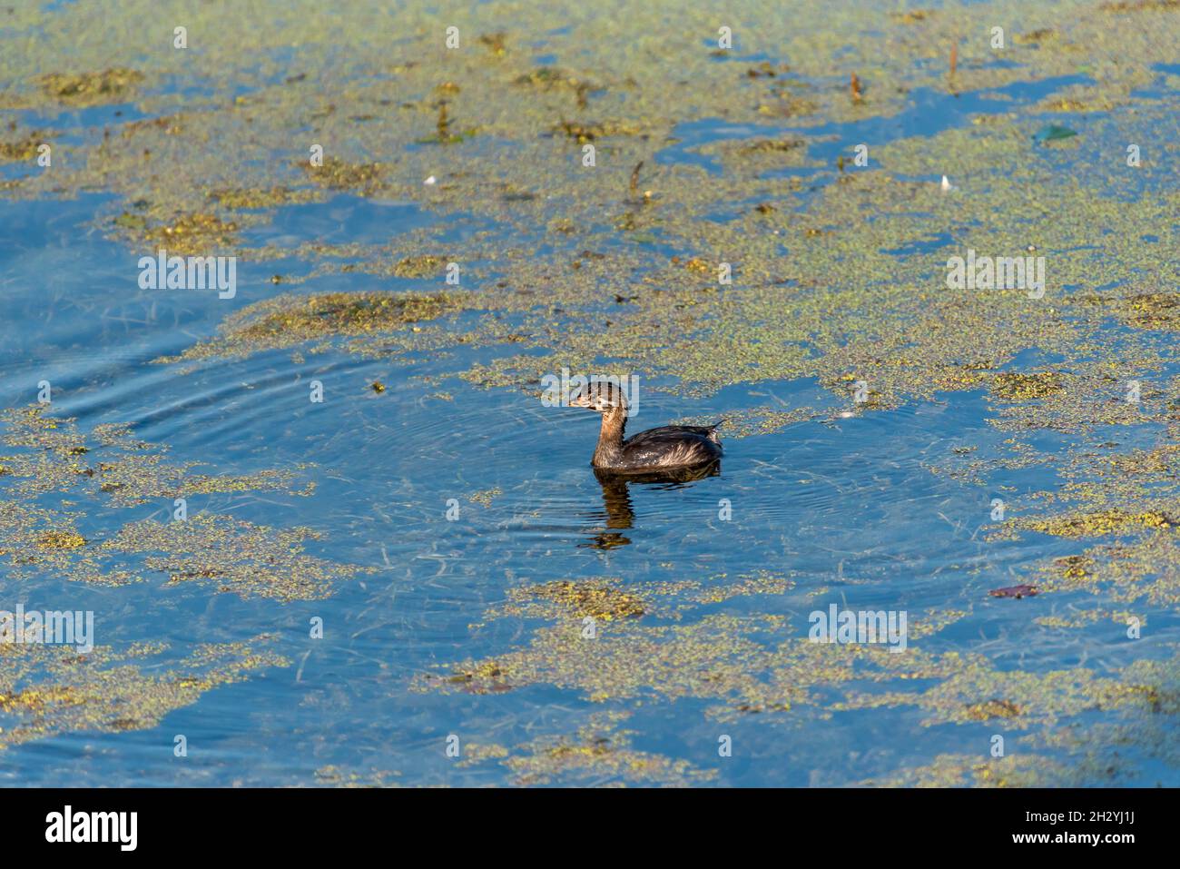 Witch swimming hi-res stock photography and images - Alamy