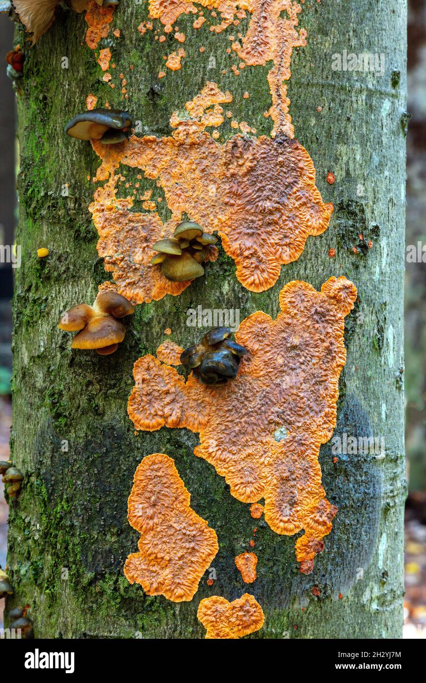 White rot fungi hi-res stock photography and images - Alamy