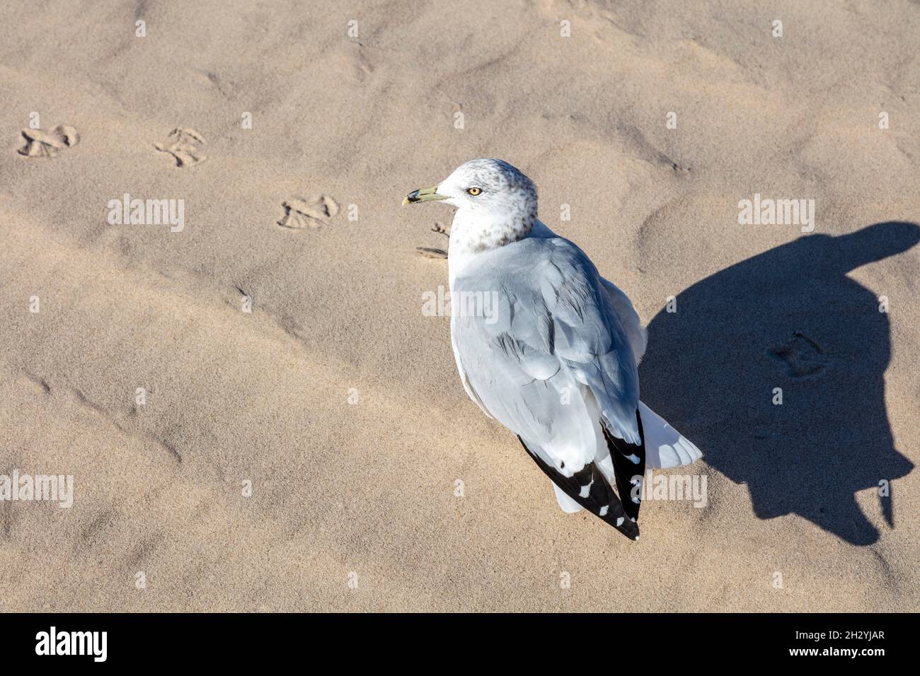 Ring-billed Gull on beach, Lake Michigan, MI USA, by James D Coppinger ...