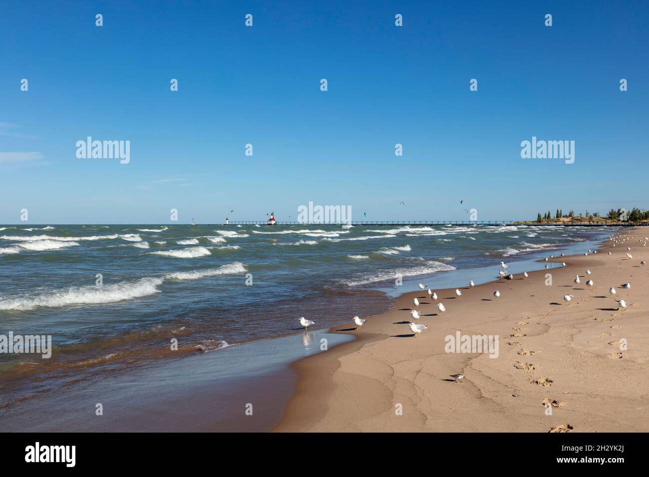 Ring-billed gulls along Lake Michigan, near St Joseph lighthouse ...