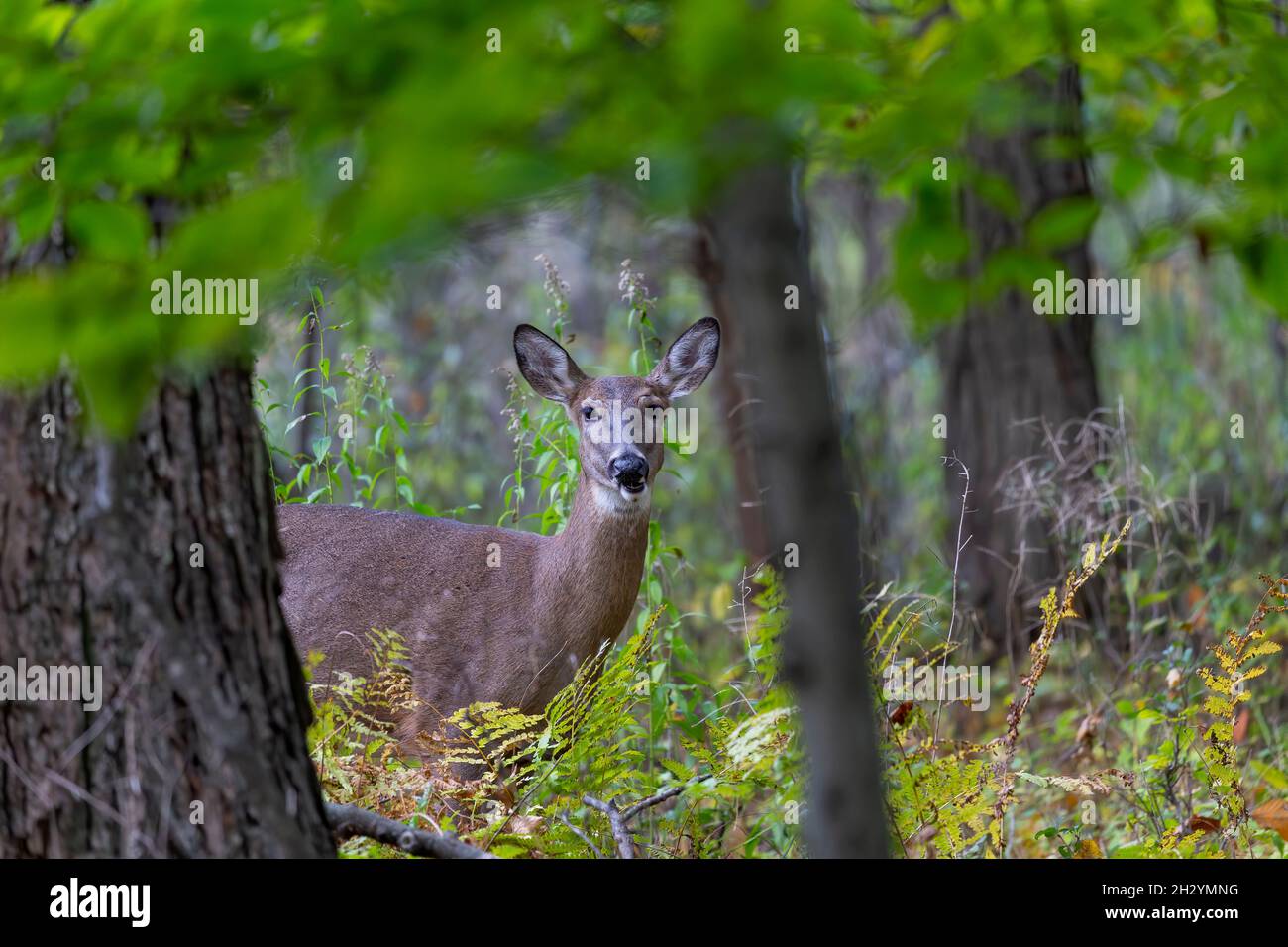 Whitetail deer fall colors hi-res stock photography and images - Alamy