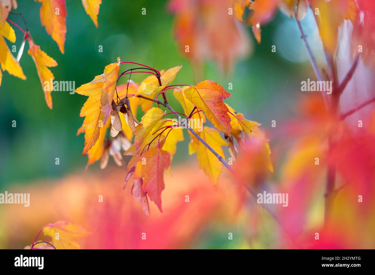 Amur maple hi-res stock photography and images - Alamy