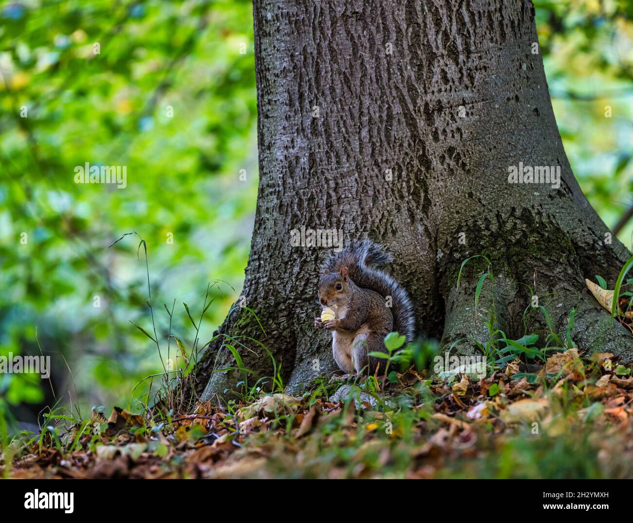 Grey squirrel tree hi-res stock photography and images - Alamy