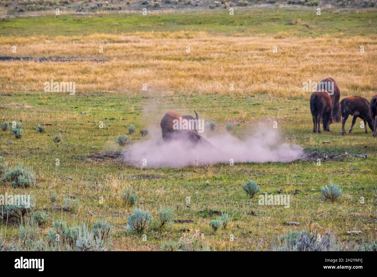American bison rolls in a wallow taking a dust bath Stock Photo - Alamy