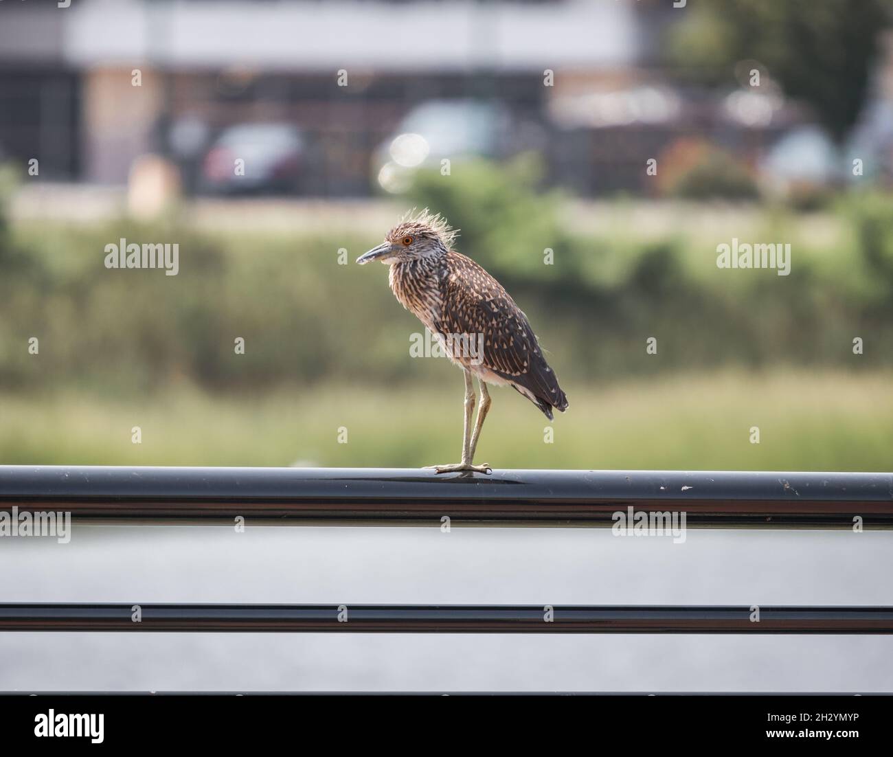 A shallow focus of a small thin bird with long legs standing next to a ...