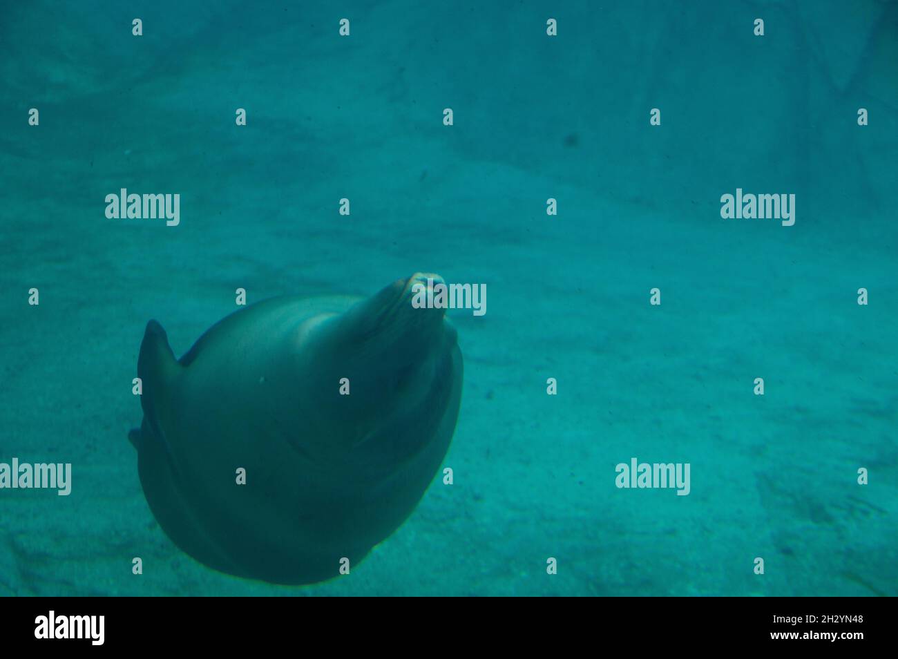 A close up of a sea lion swimming underwater in blue water Stock Photo ...
