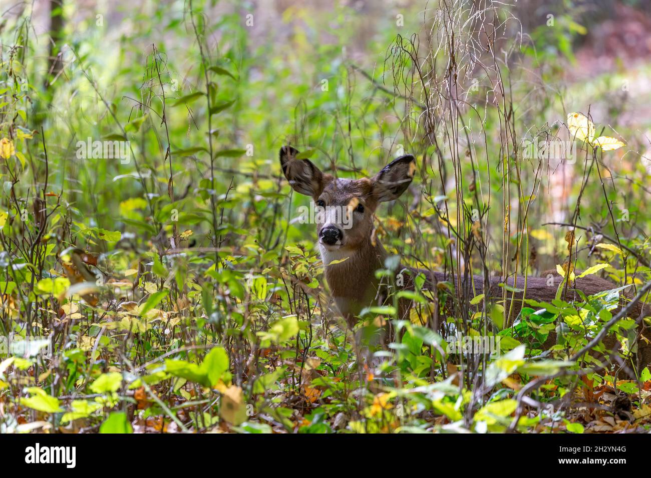 Whitetail deer fall colors hi-res stock photography and images - Alamy