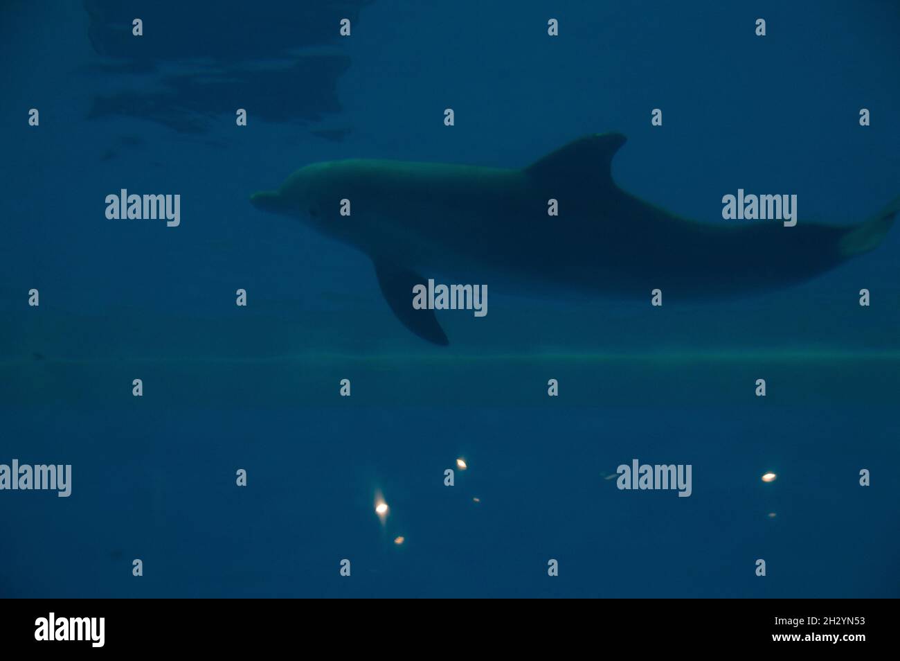 A close up of a hug Dolphin swimming underwater in blue water Stock ...