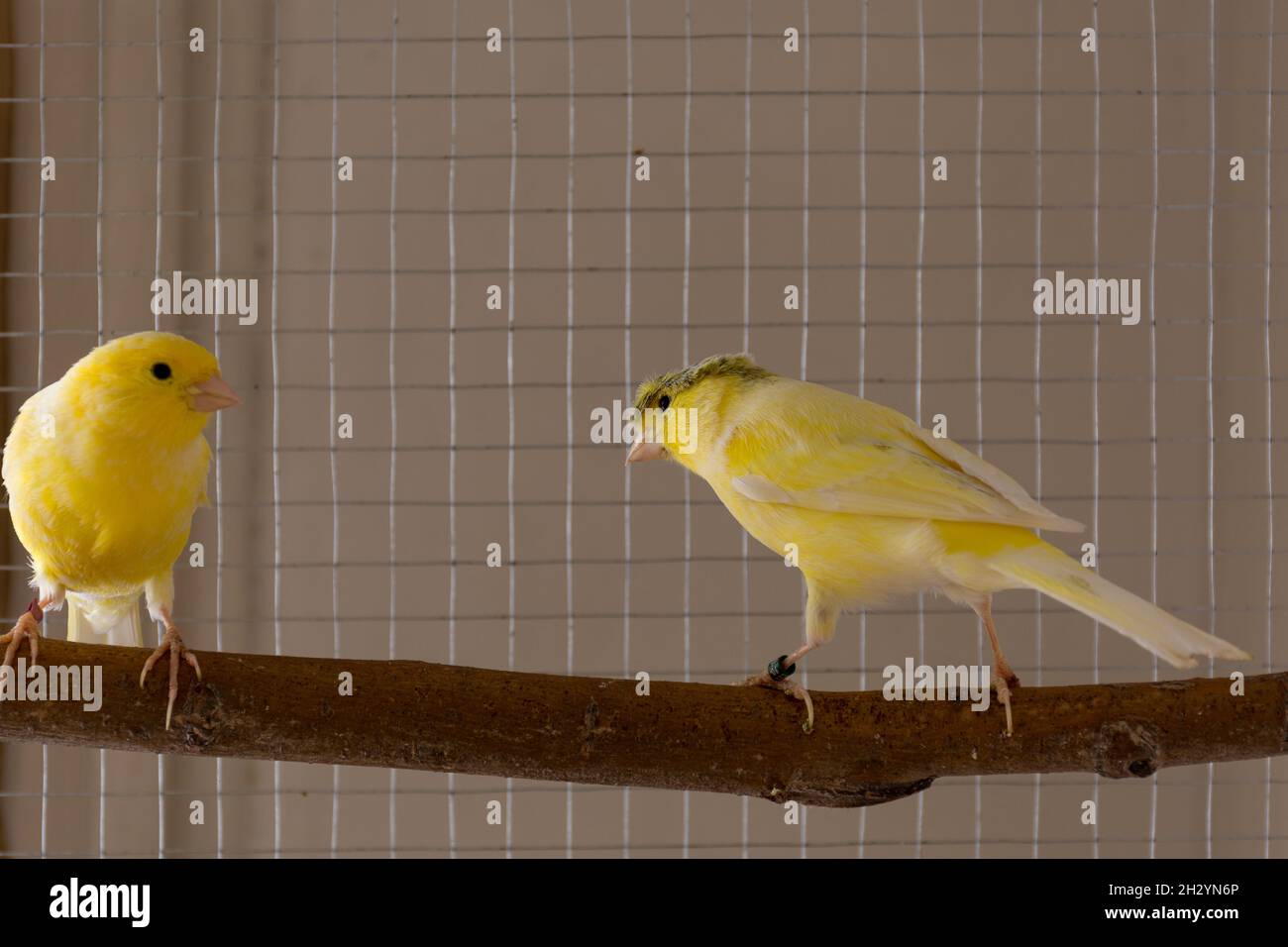 Funny crest hi-res stock photography and images - Alamy