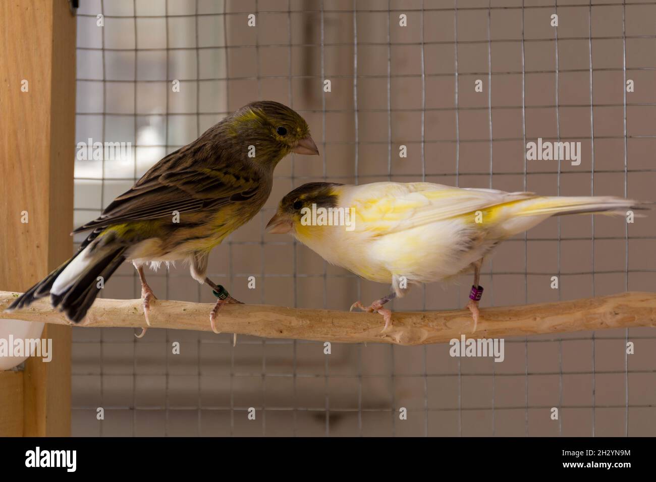 Cute female canaries of the Slavujar breed stand on perch in a cage at ...