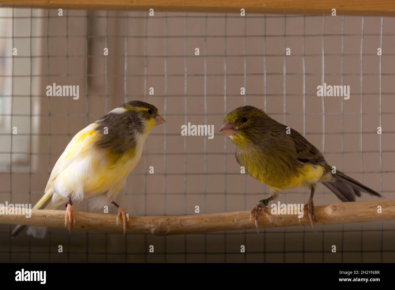Female canaries of the nightingale breed stand on perch in a cage at ...