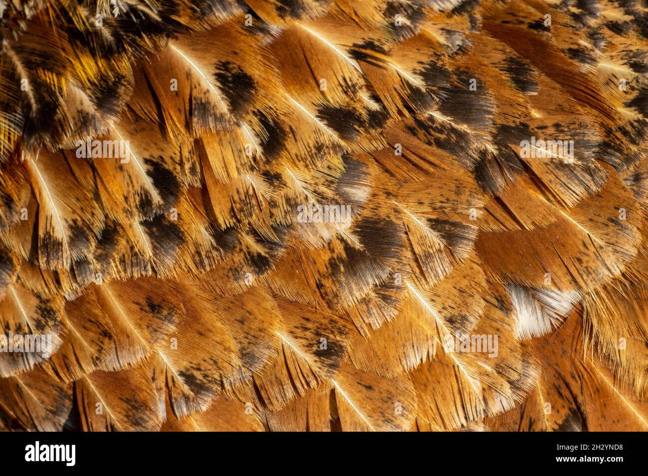 Background wallpaper birds abstract hi-res stock photography and images ...