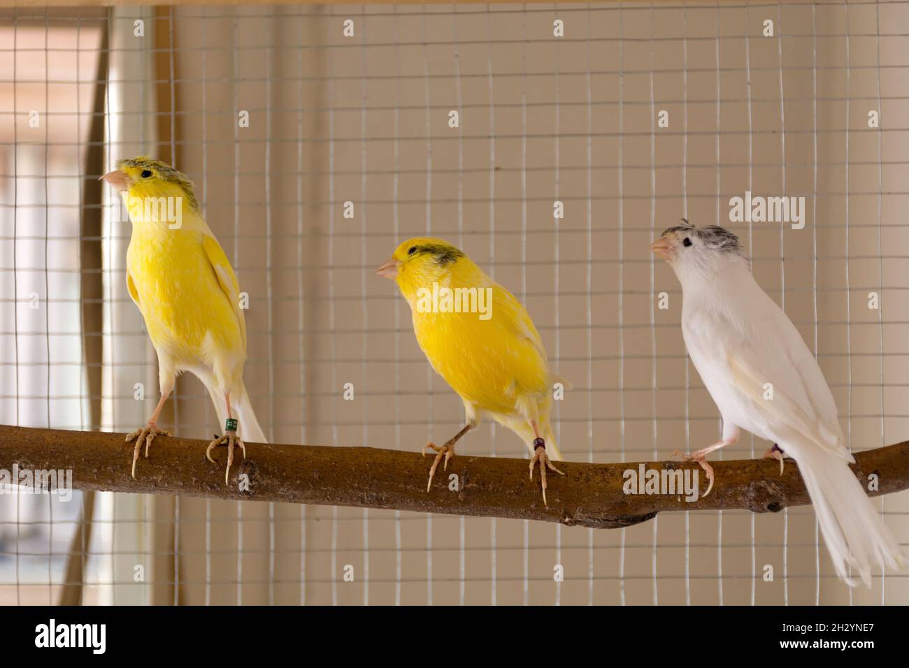 Canaries birds hi-res stock photography and images - Alamy