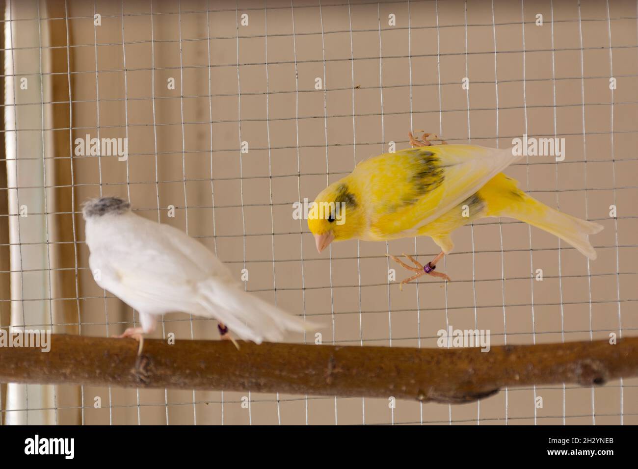 Nice yellow cage hi-res stock photography and images - Alamy