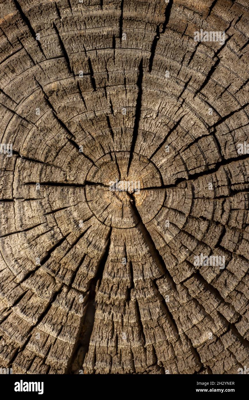 Wood rings texture hi-res stock photography and images - Alamy