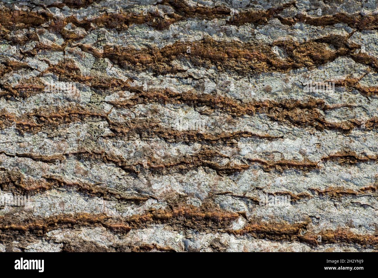 Aspen bark texture, natural background for design Stock Photo - Alamy