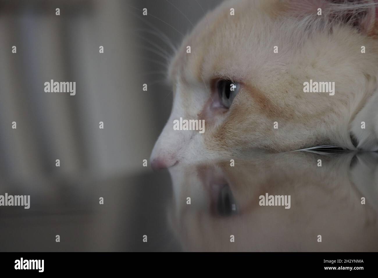 A cat behind the glass table Stock Photo - Alamy