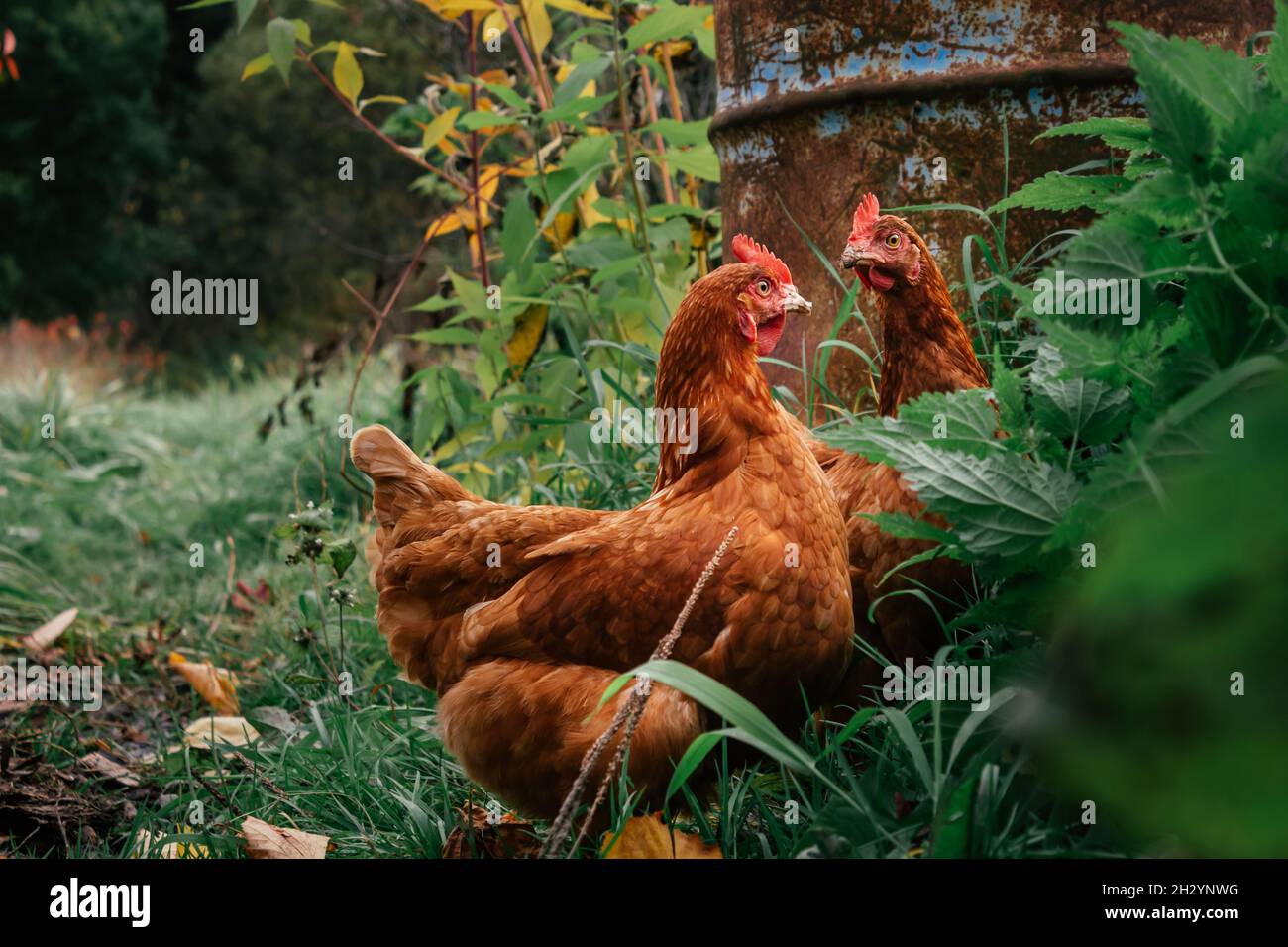 Countryside. Red hens walking free on farm Stock Photo - Alamy
