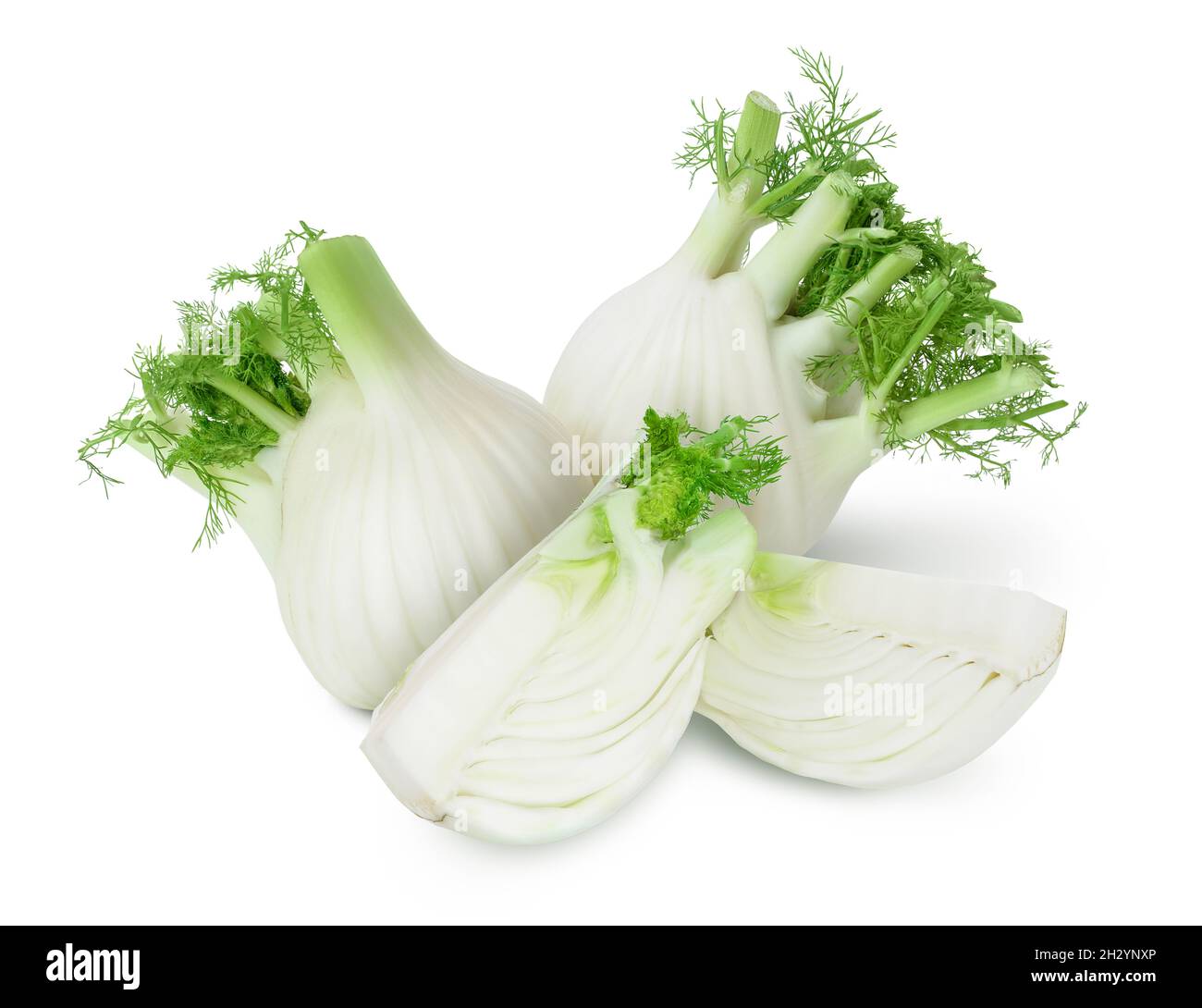fresh fennel bulb with slice isolated on white background with full ...