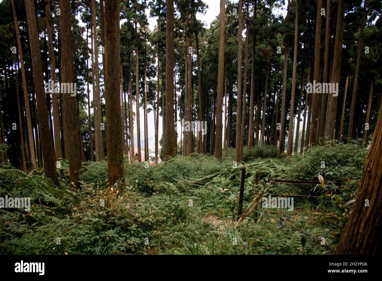 A beautiful shot of tall thin trees in a forest Stock Photo - Alamy