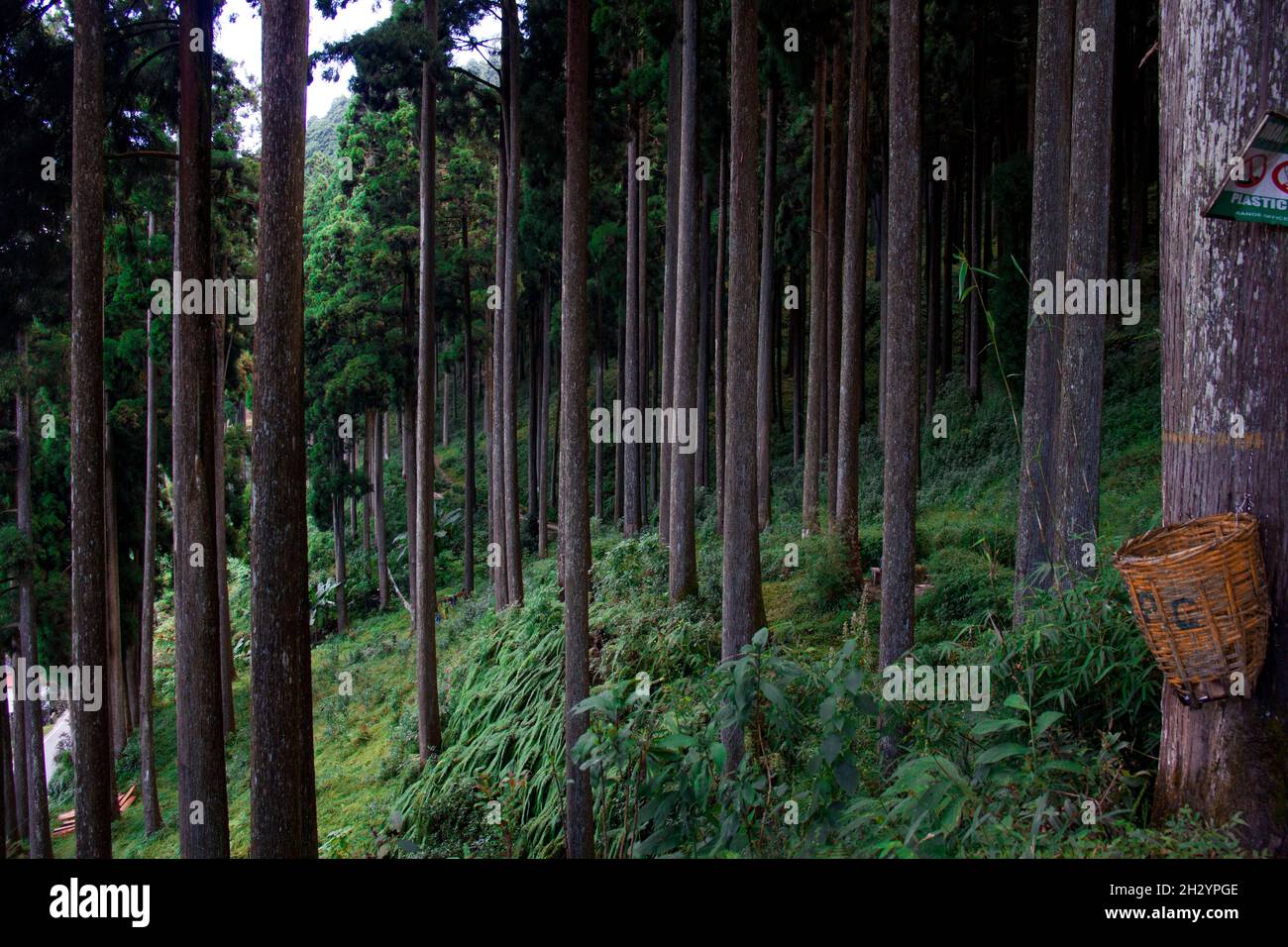 A beautiful shot of tall thin trees in a forest Stock Photo - Alamy