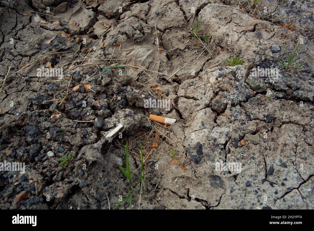 A cigarette butt on a puddle of dry mud. Soil pollution by waste Stock ...