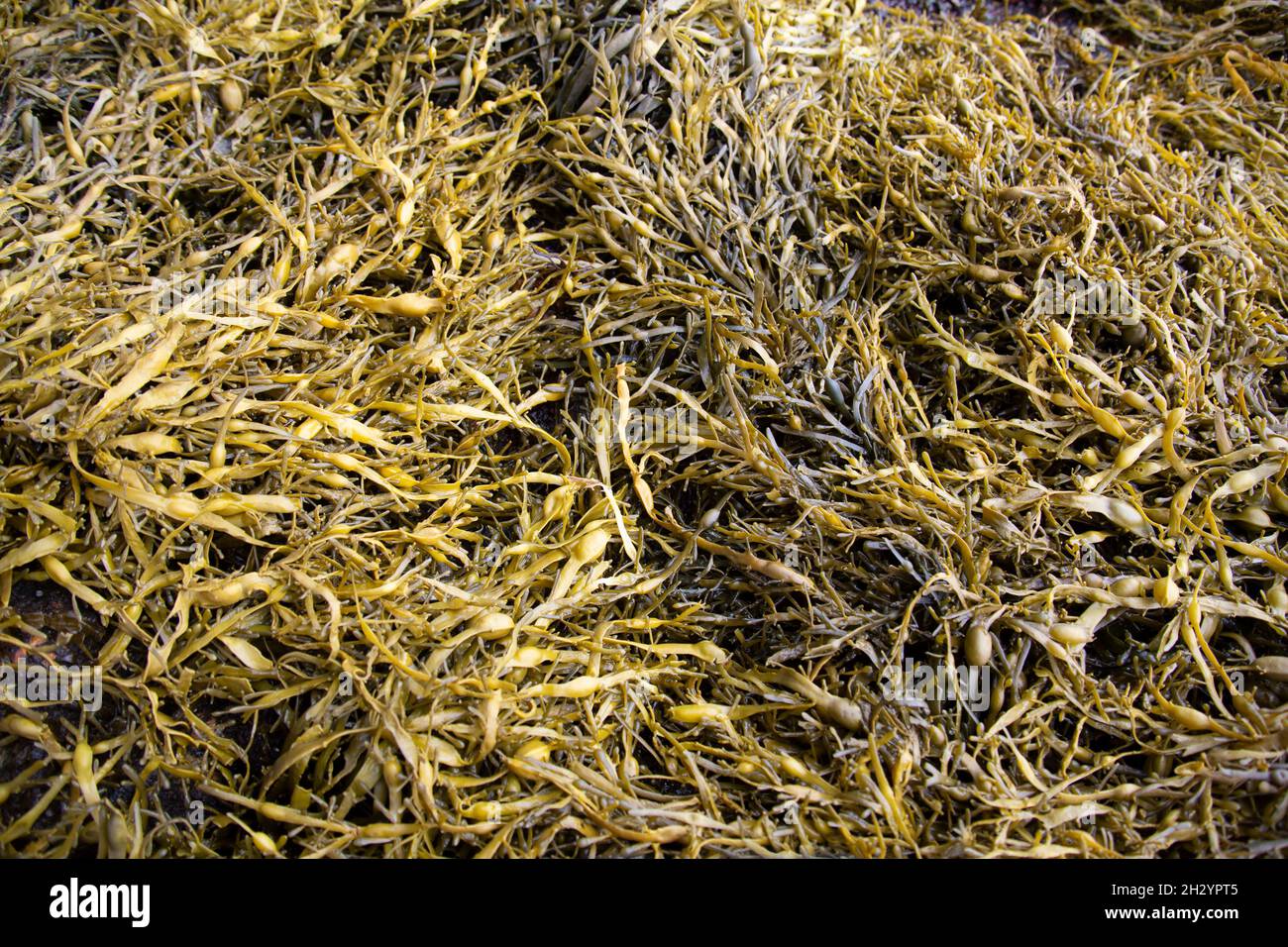 Seaweed on the beach at Lews Castle Grounds, Stornoway, Isle of Lewis ...