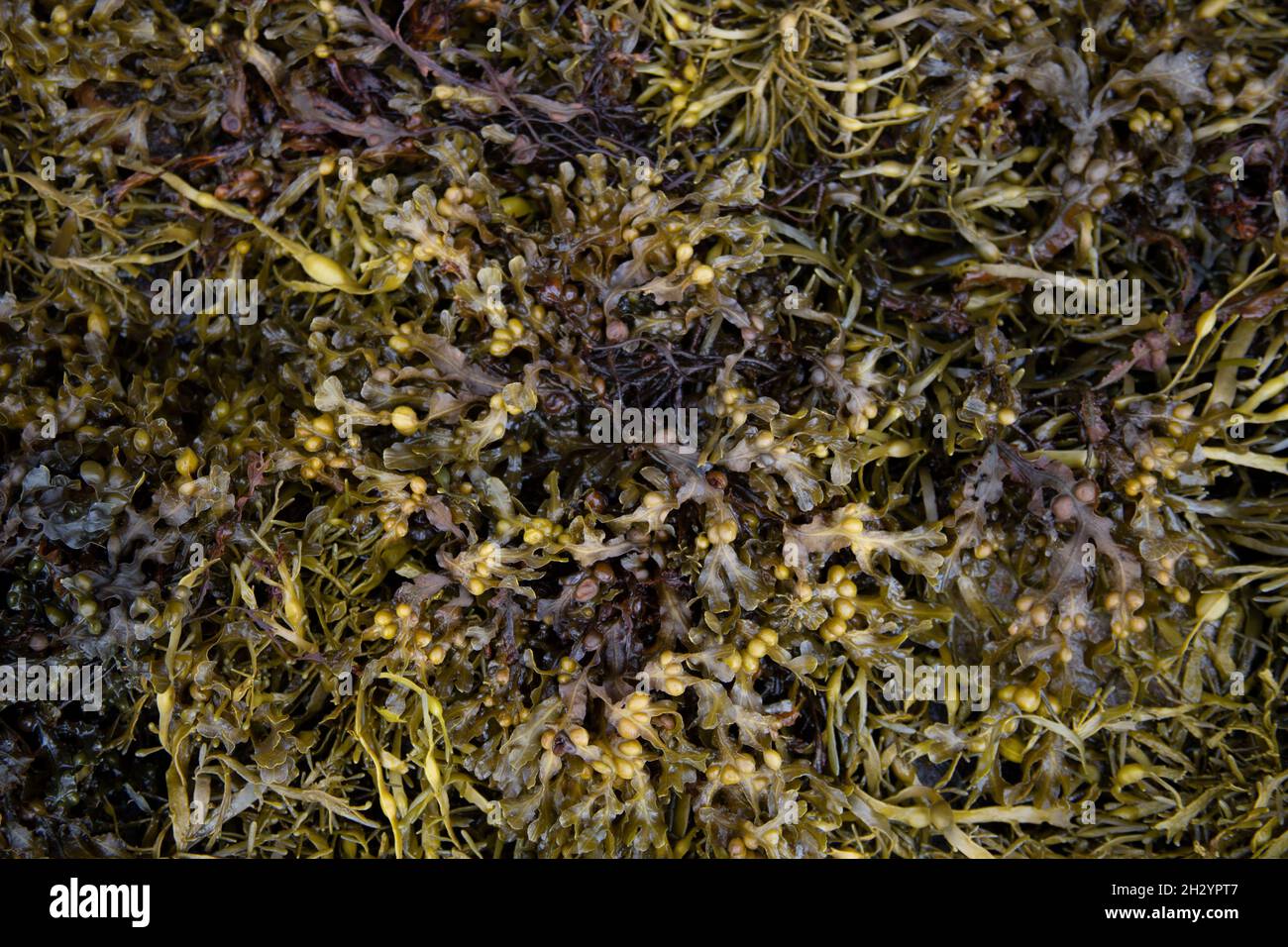 Seaweed on the beach at Lews Castle Grounds, Stornoway, Isle of Lewis ...