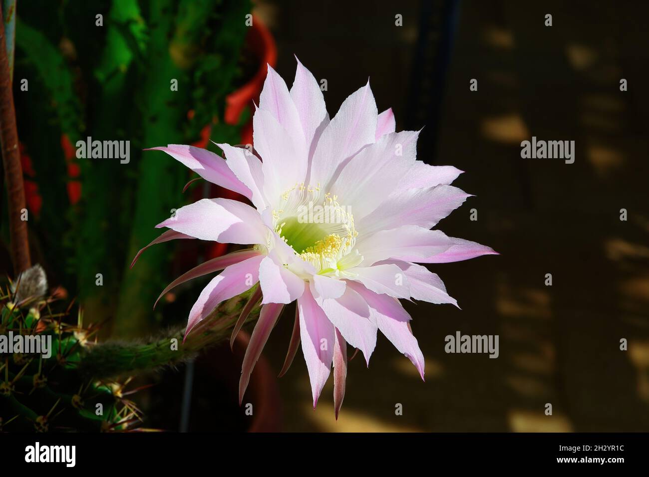 A close-up shot of echinopsis oxygona flower Stock Photo - Alamy