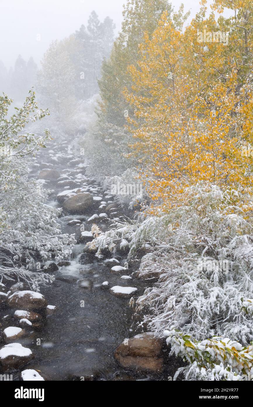 Fresh snow covers the fall colors along a creek Stock Photo - Alamy