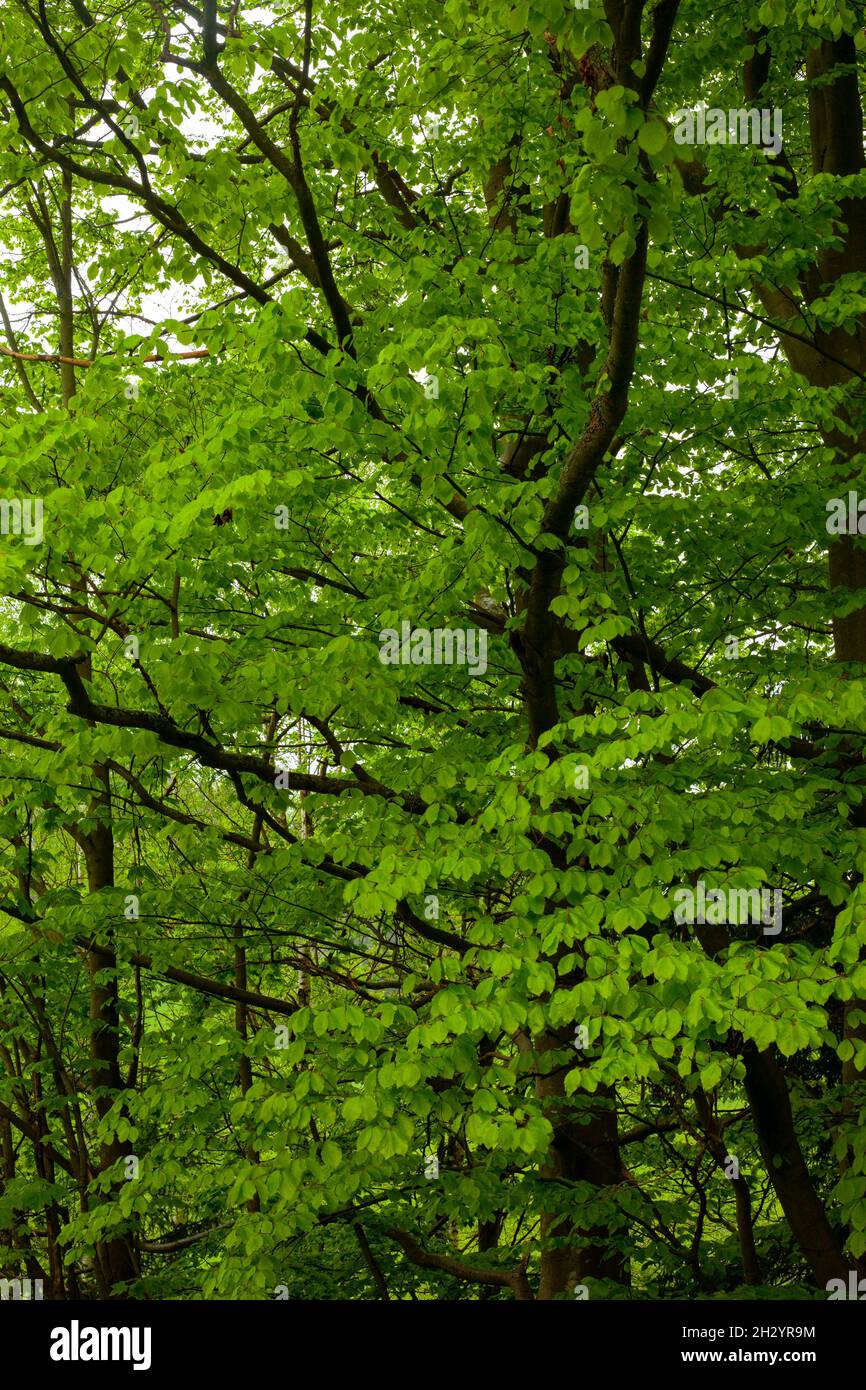 A path among green beech trees Stock Photo - Alamy