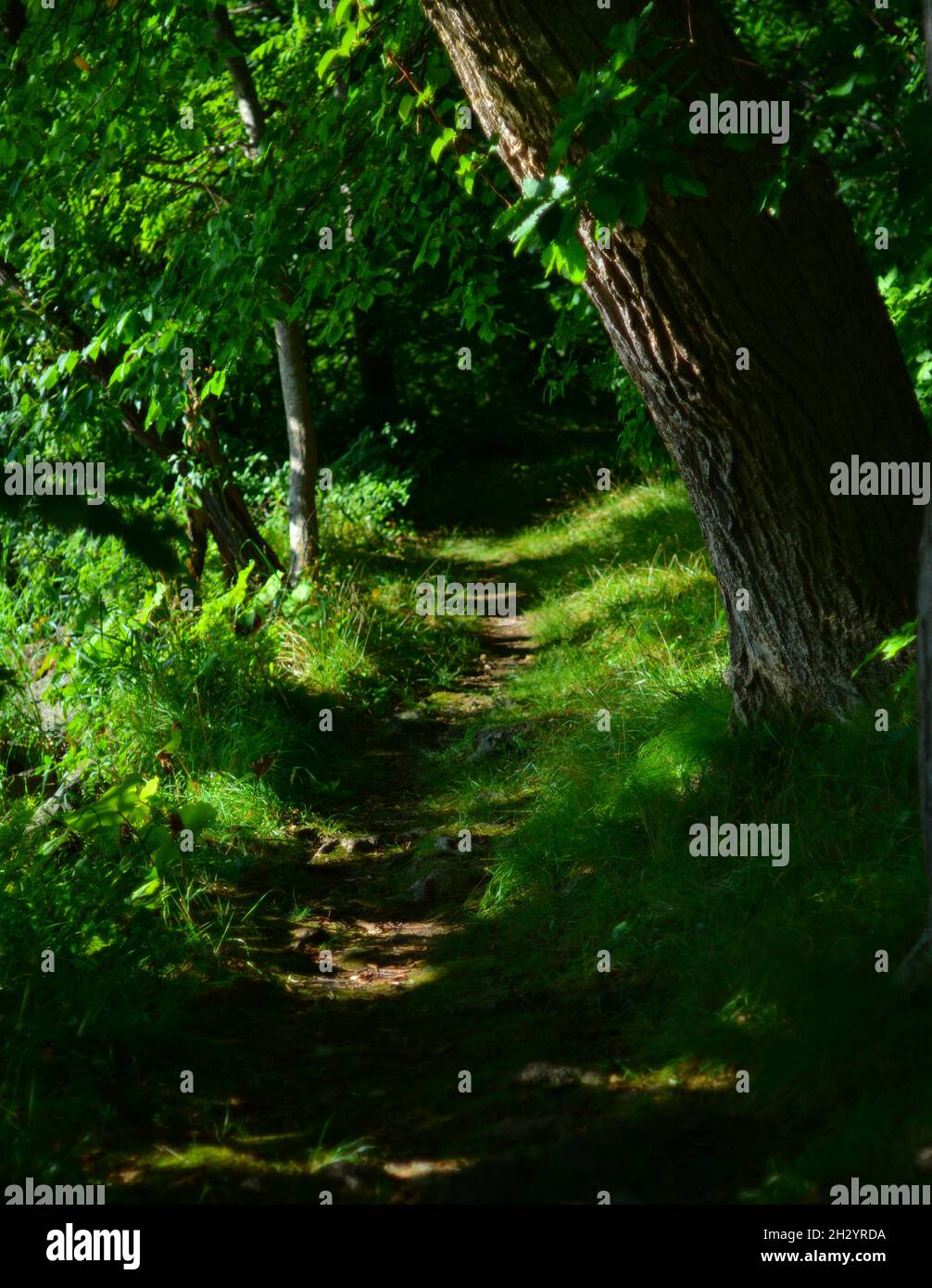 A vertical shot of an amazing nature view in Hokkaido, Japan Stock ...