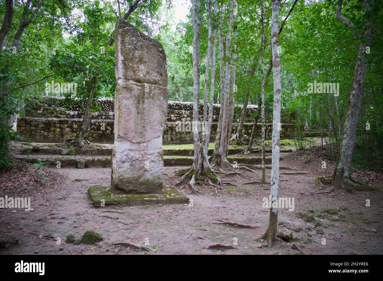 Calakmul, Mayan ruins, Mexico Stock Photo - Alamy