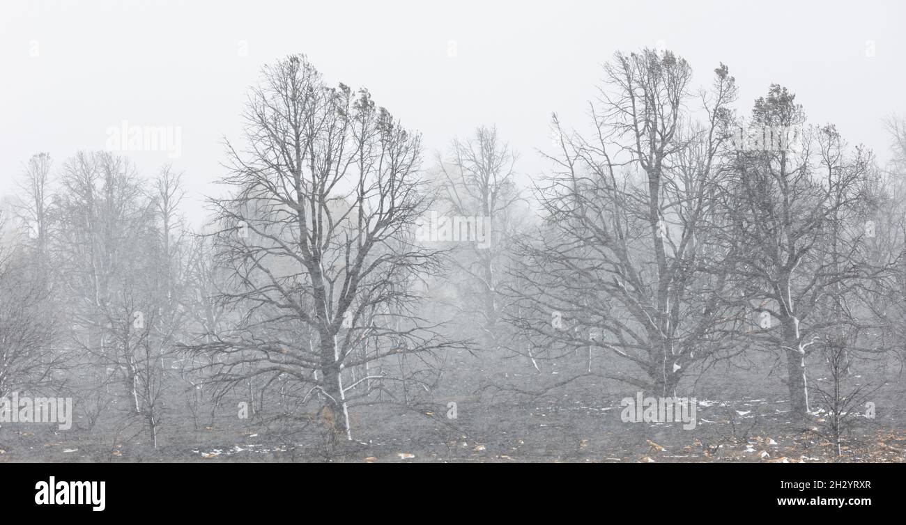 Trees burn during wildfire hi-res stock photography and images - Alamy