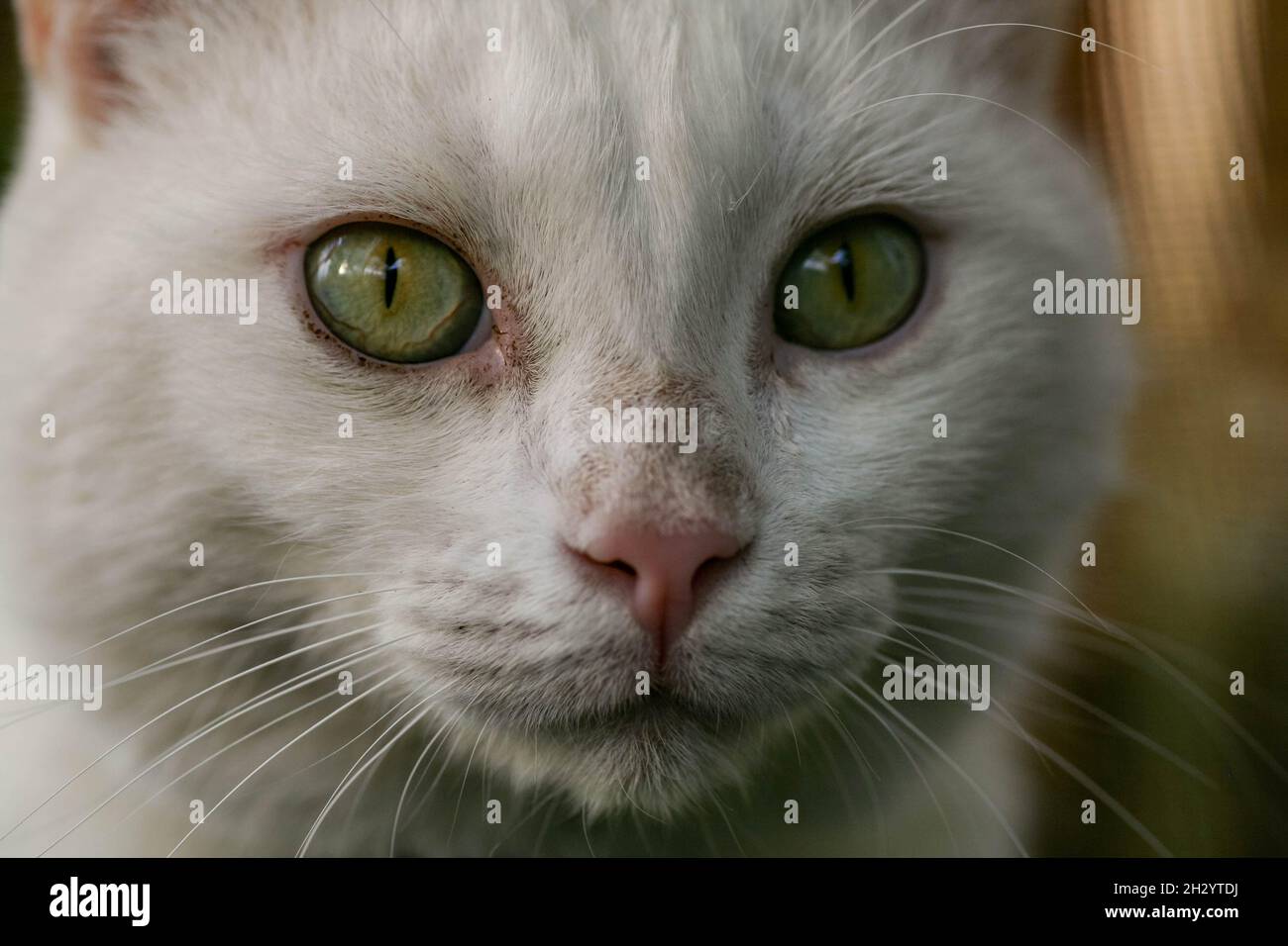 Big white cat of the Siberian breed. An adult beautiful white cat. Snow ...
