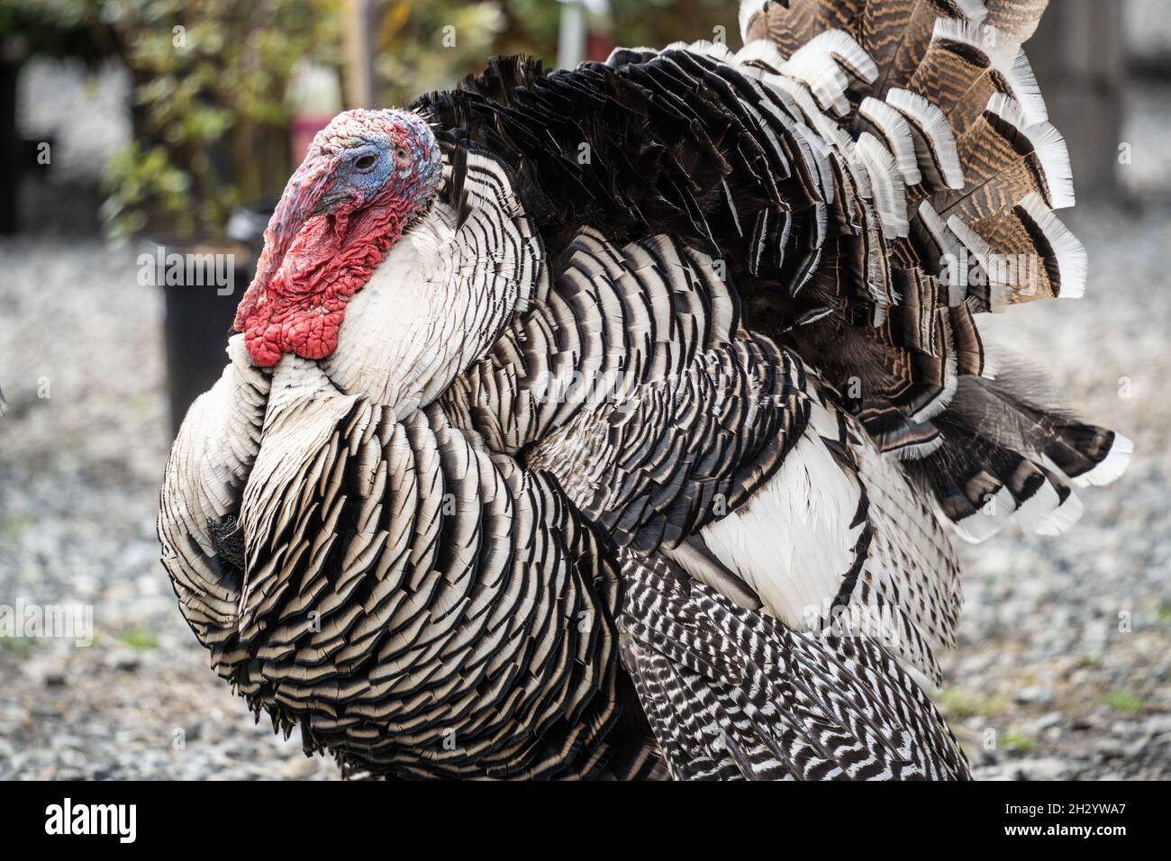 Male bird turkey struts hi-res stock photography and images - Alamy