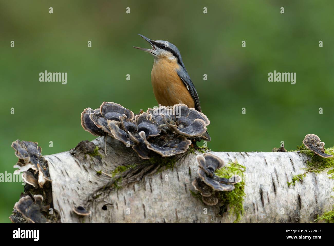Bird on fungi hi-res stock photography and images - Alamy